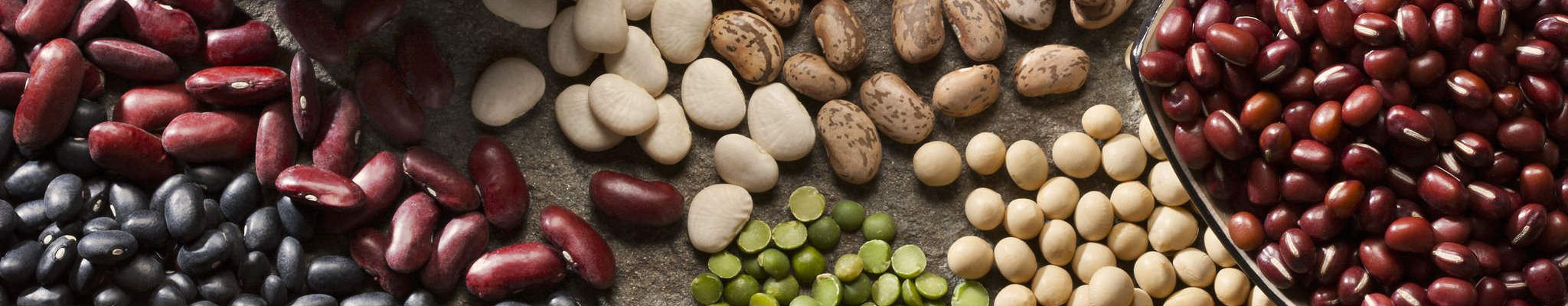 Protein transition - Next Food Collective